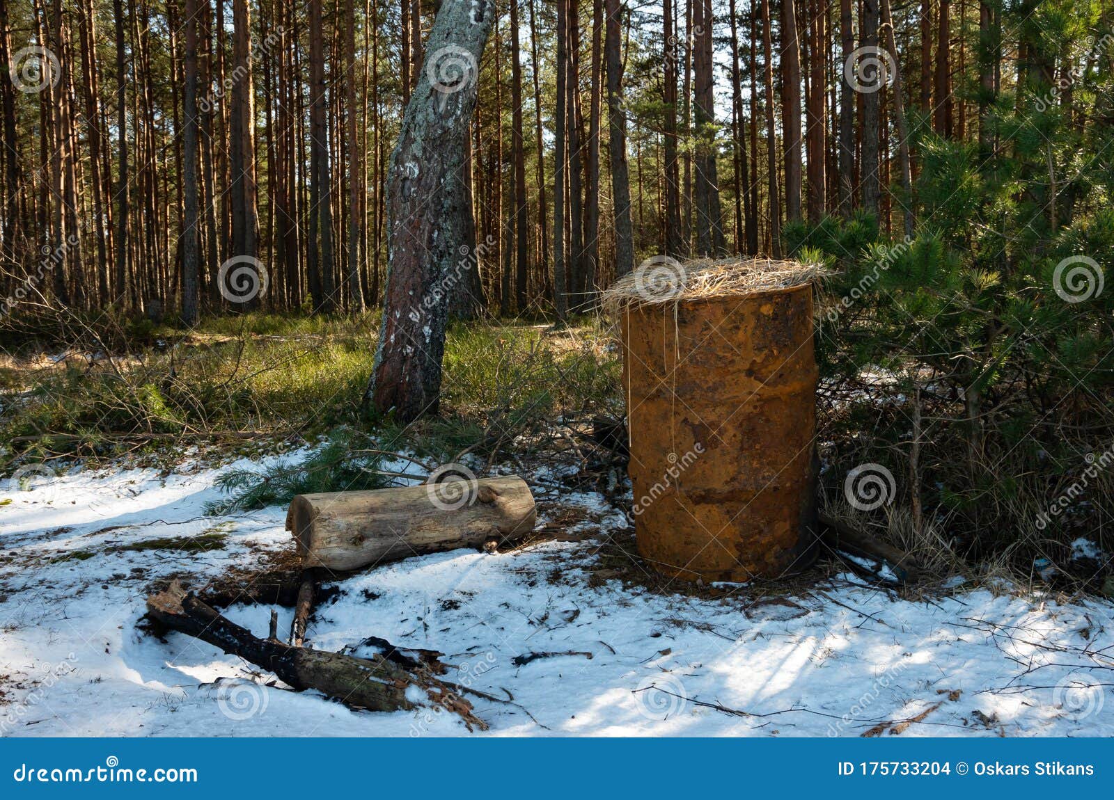 Old Rusty Barrel in the Forest with Haulms Stock Photo - Image of ...
