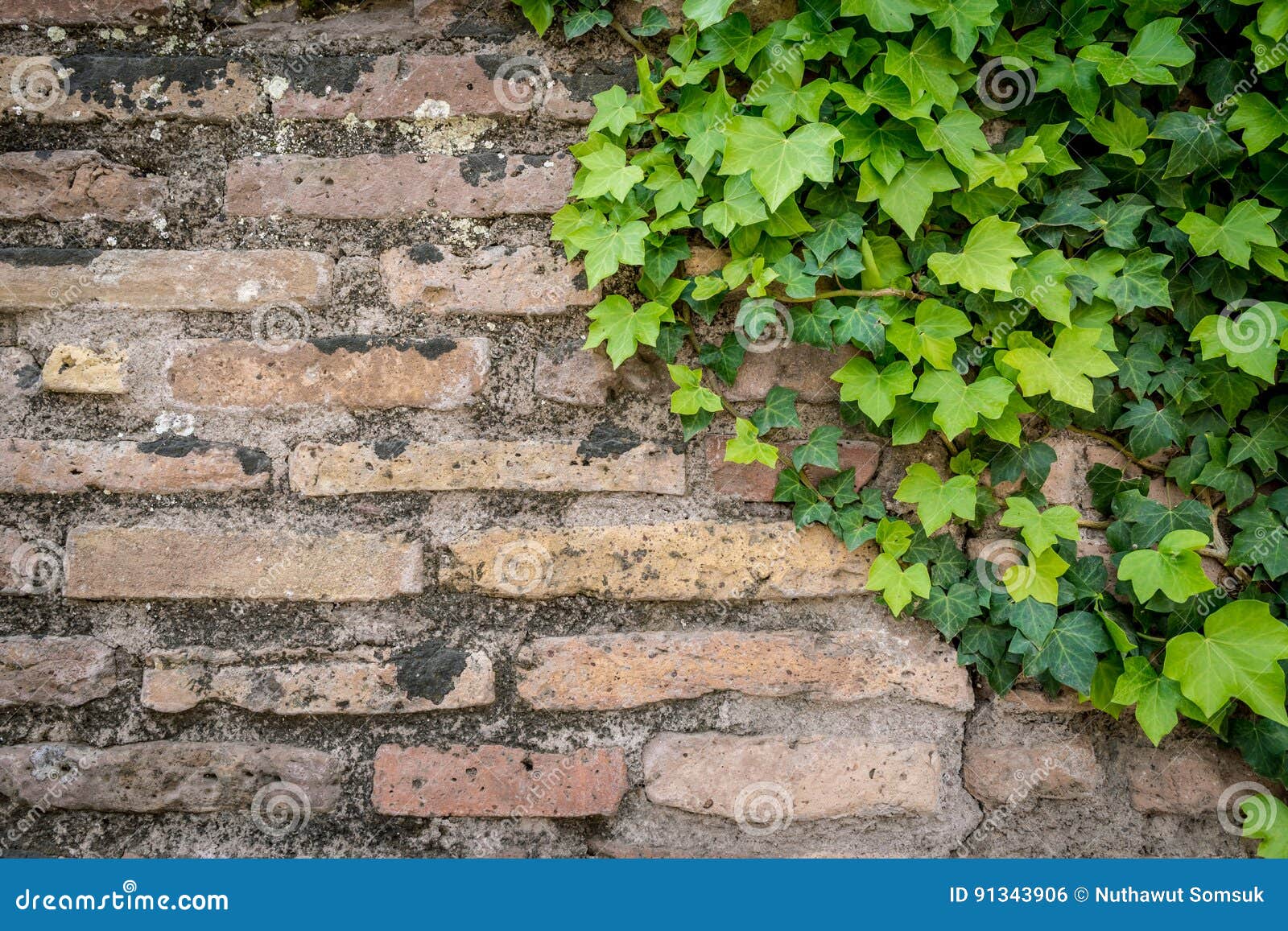 Old Rusty Brick Wall Texture with Green Ivy Leaves As Background Stock ...