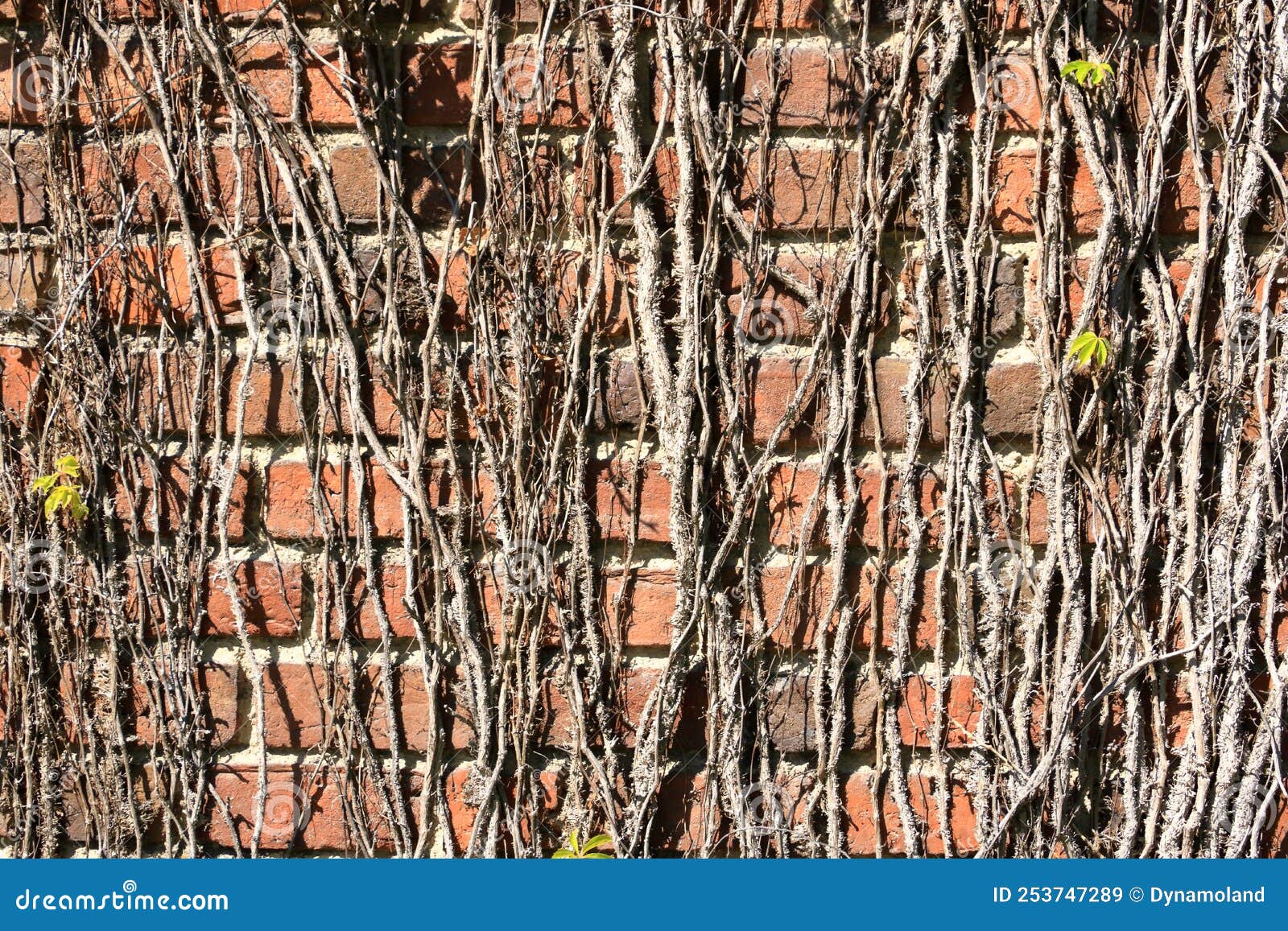 Old Rusty Brick Wall Texture with Leaves As Background Stock Image ...