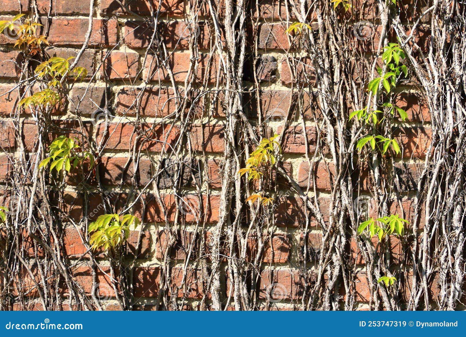 Old Rusty Brick Wall Texture with Leaves As Background Stock Image ...