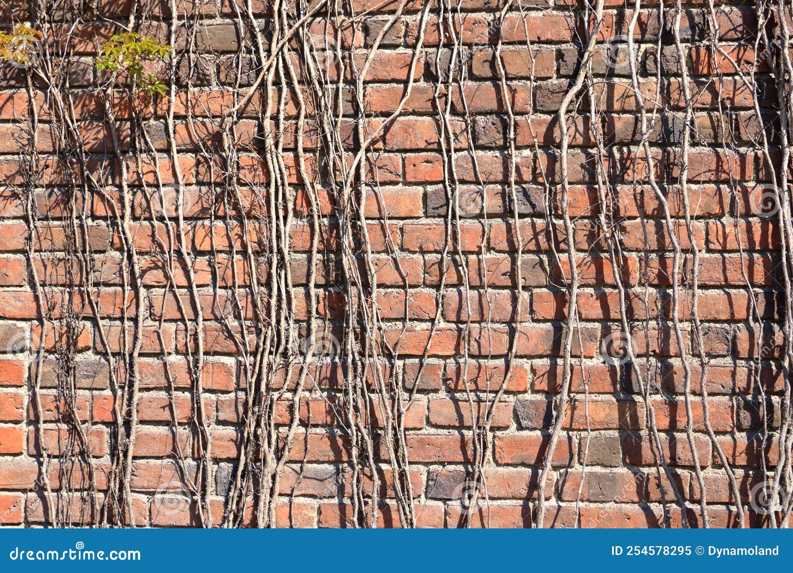 Old Rusty Brick Wall Texture with Leaves As Background Stock Image ...
