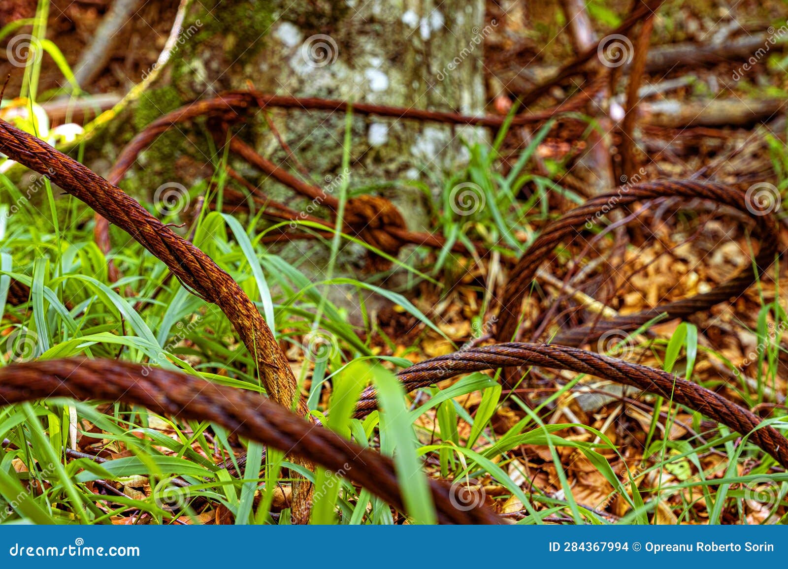Old Rusty Cable in the Forest Stock Photo - Image of outdoor, leaf ...