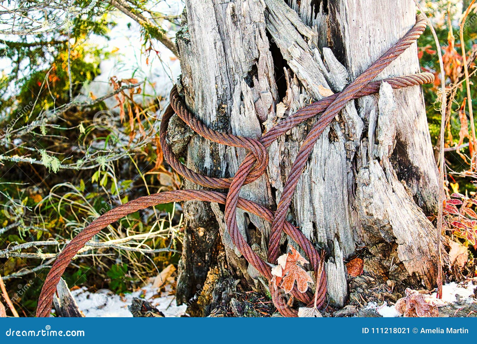 An Old Rusty Cable Wrapped Around a Dead Tree Trunk Stock Image - Image ...