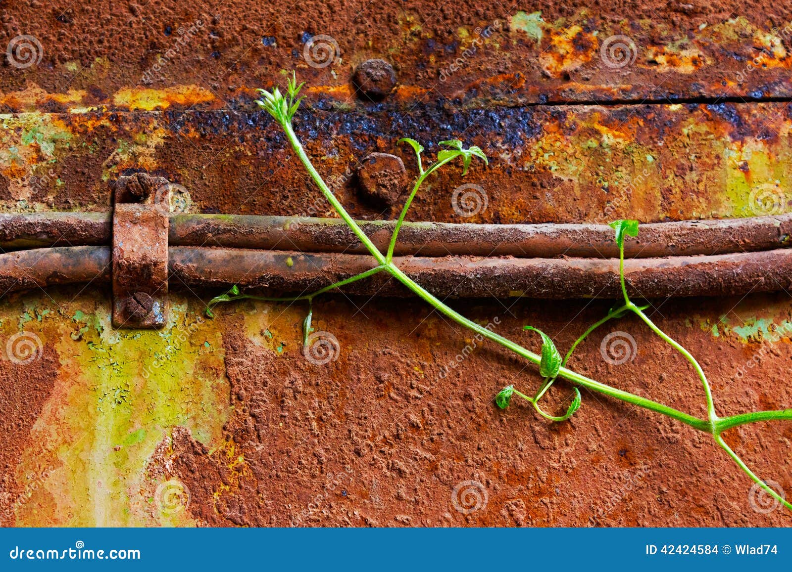 Old Rusty Cable and Young Leaves of the Ivy Stock Photo - Image of iron ...