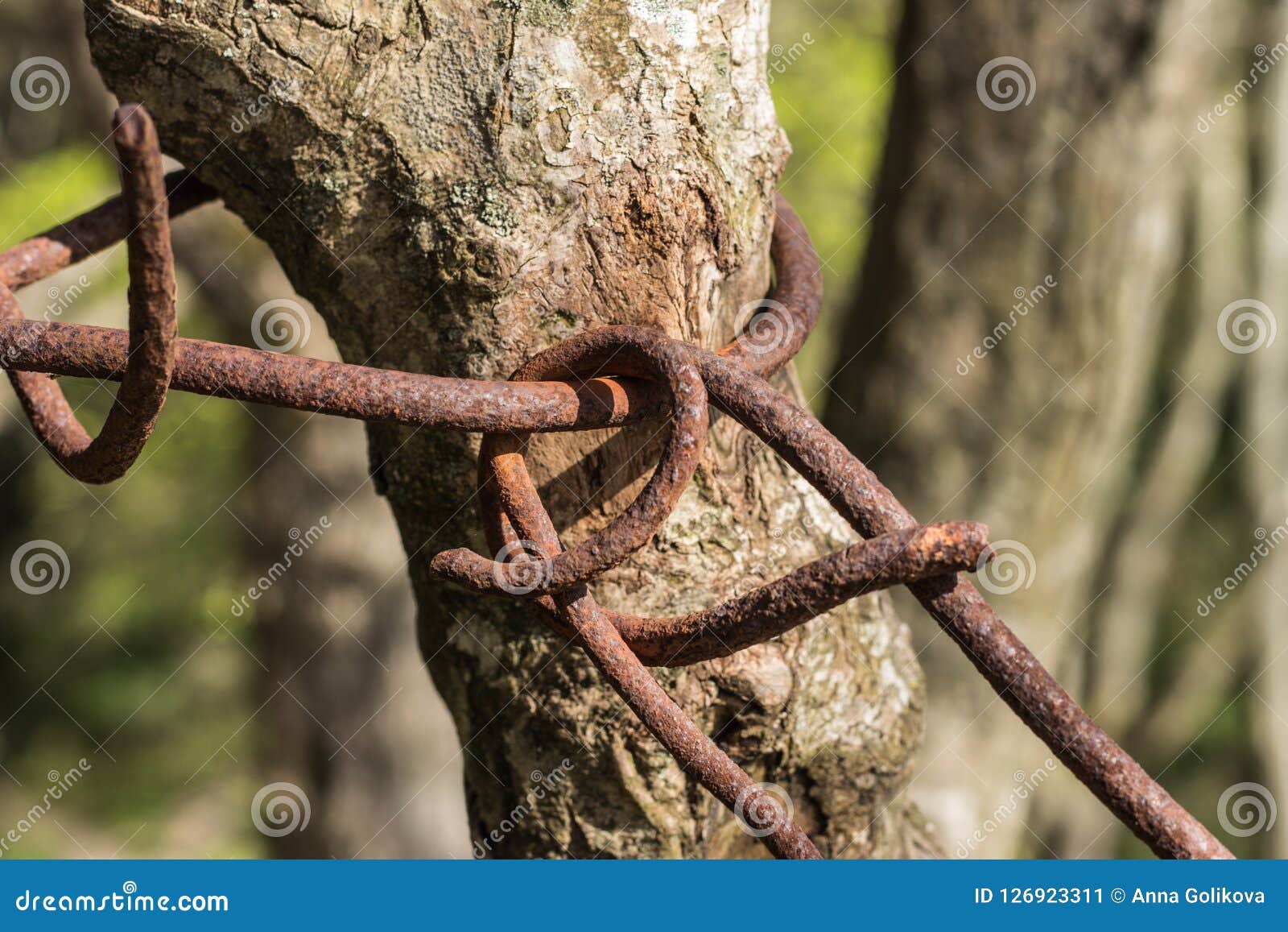An Old Rusty Chain Wraps Around the Tree Trunk. Stock Image - Image of ...
