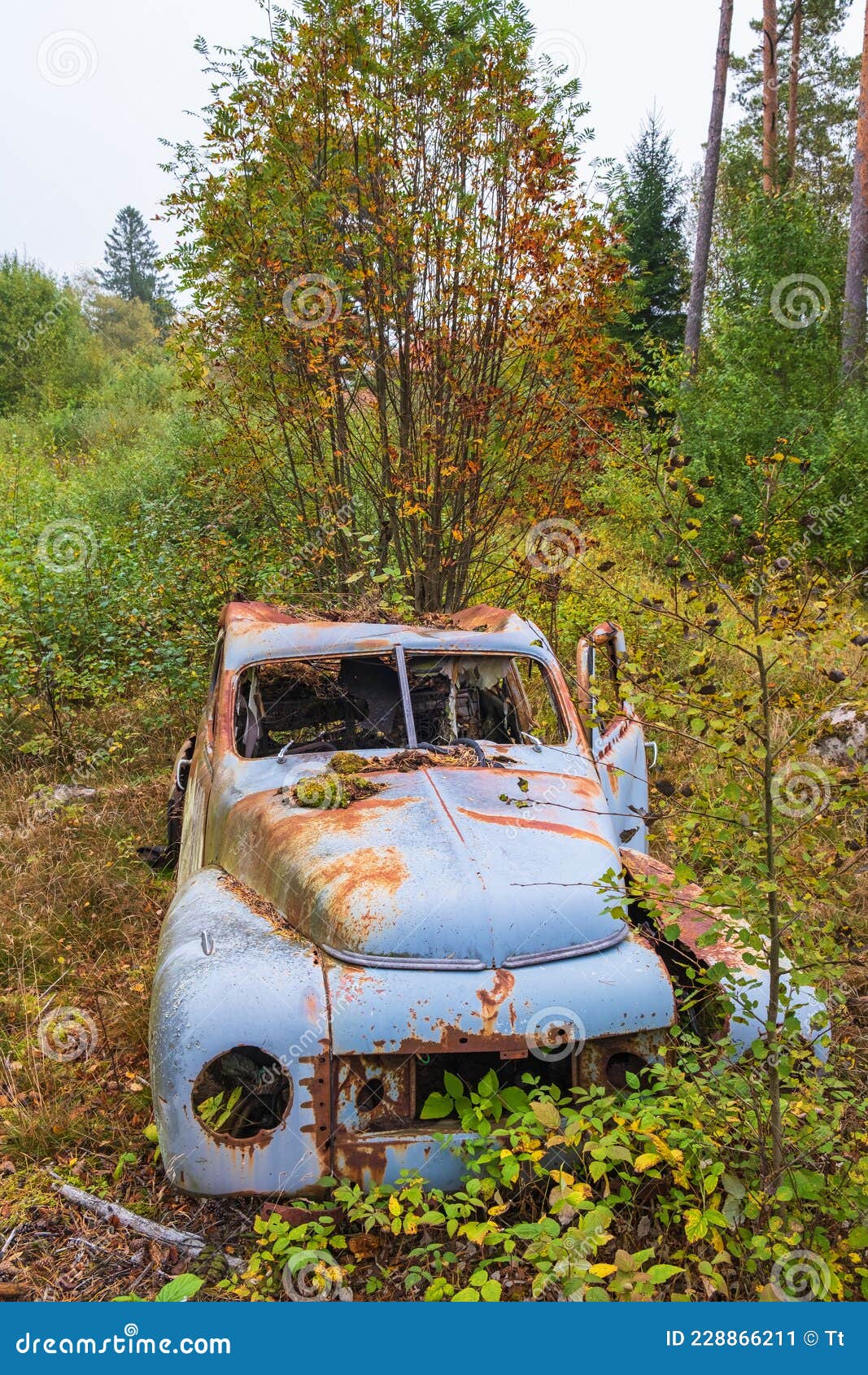 Old Rusty Classic Car in a Forest at Autumn Stock Image - Image of ...