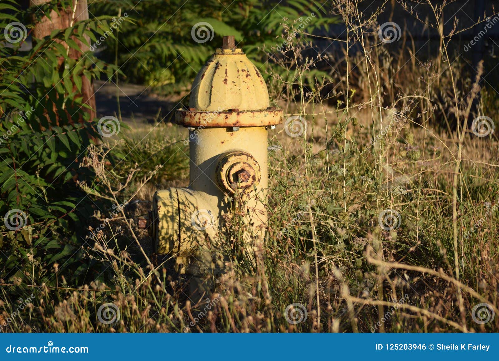 Old Abandoned Fire Hydrant with Rust Stock Photo - Image of vintage ...