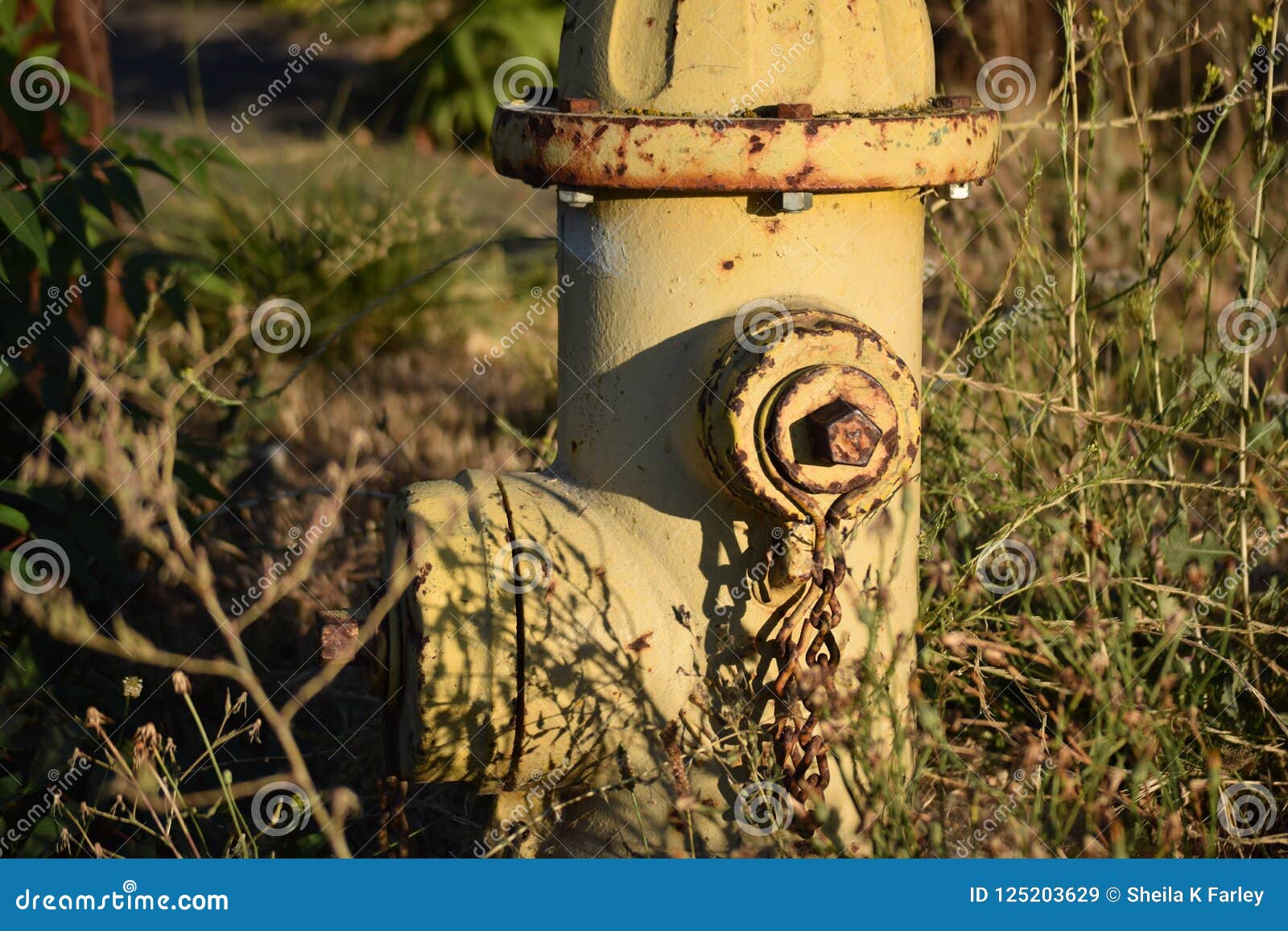 Old Rusted Fire Hydrant among Weeds Stock Image - Image of hydrant ...