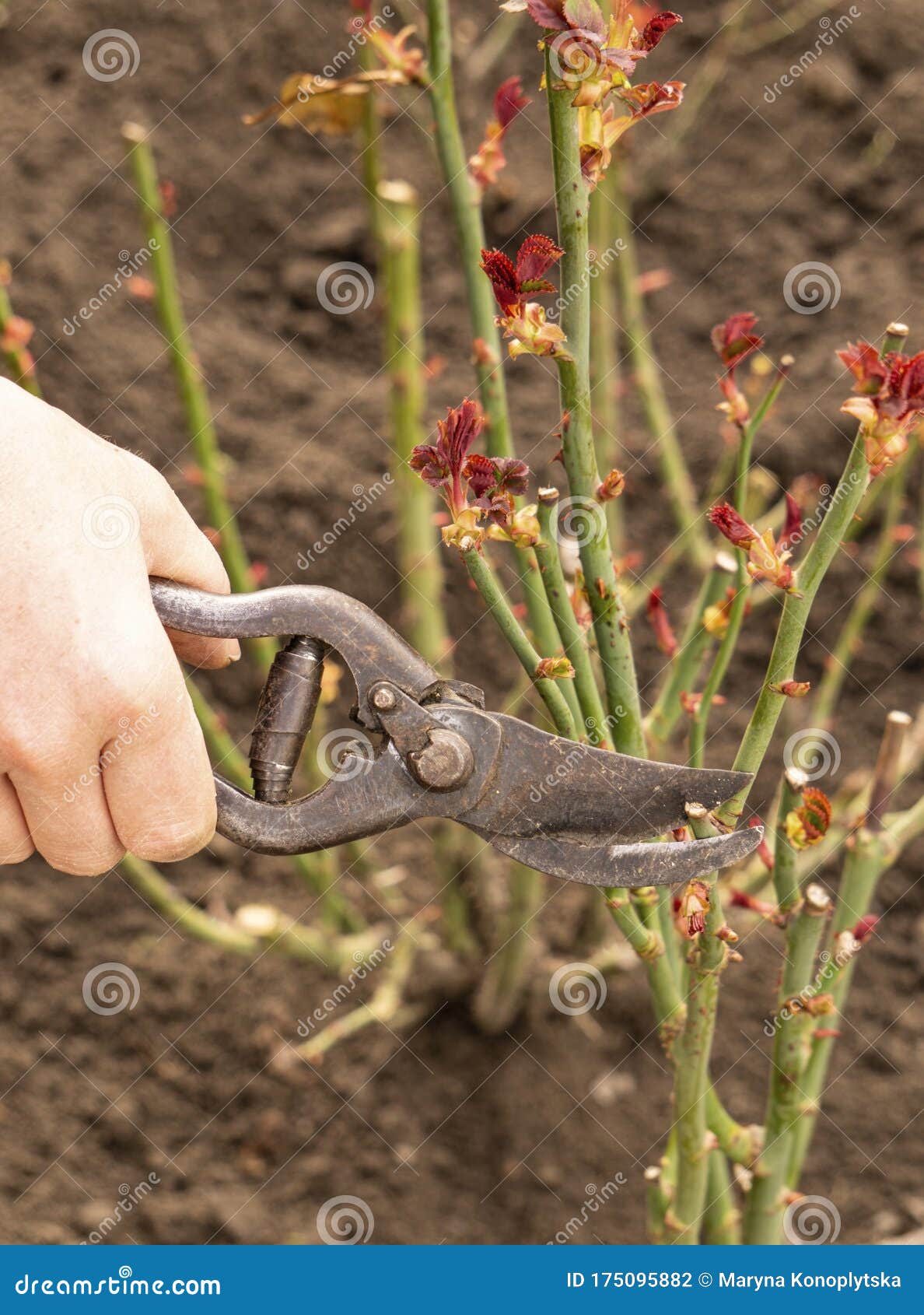 Old Rusty Garden Pruner. Pruning a Rose Bush in a Spring Garden Stock ...