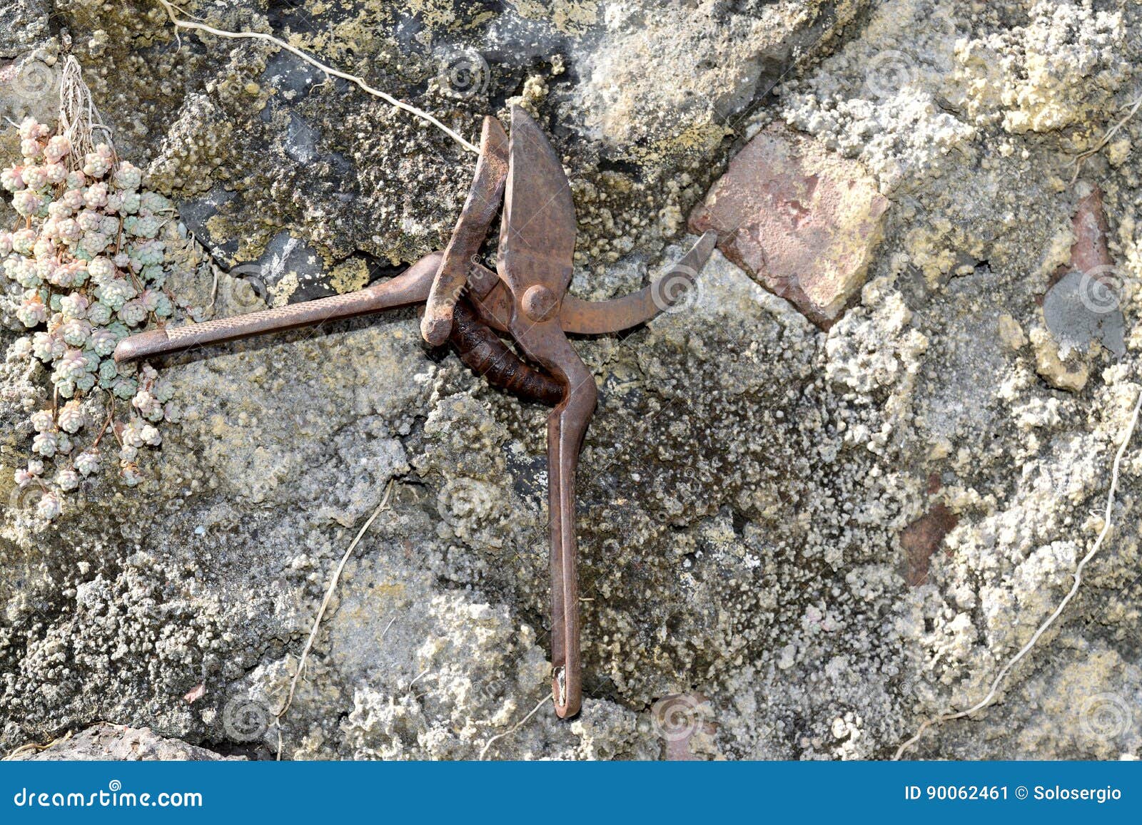 Old rusty garden shears stock image. Image of gardening - 90062461