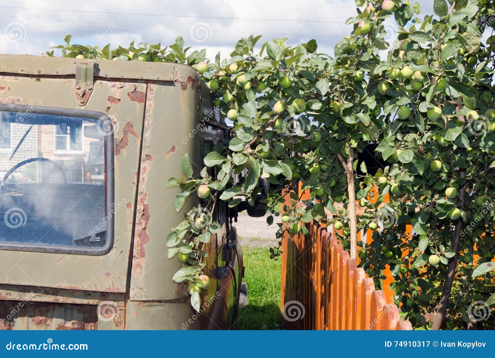 Old and Rusty Iron Car, Apples on the Trees Touch the Machine. Stock ...