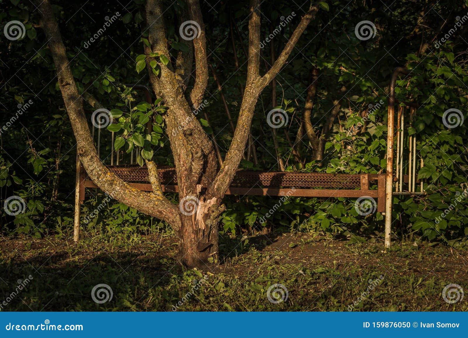Bed stock photo. Image of garden, plant, trees, wildlife - 159876050