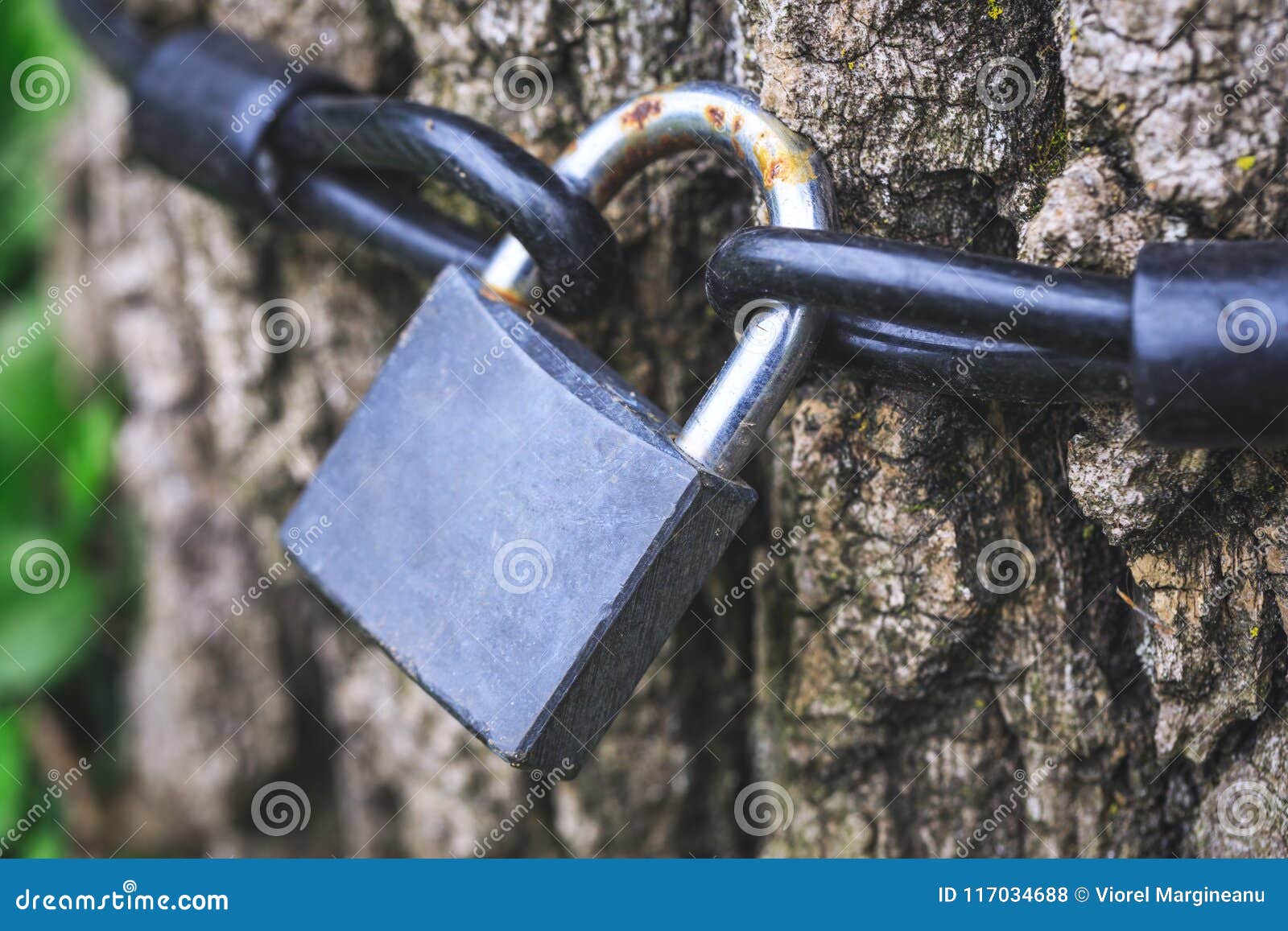 A Padlock Hanging On A Chain Of Rusty Gates In A Cemetery, A Closed ...