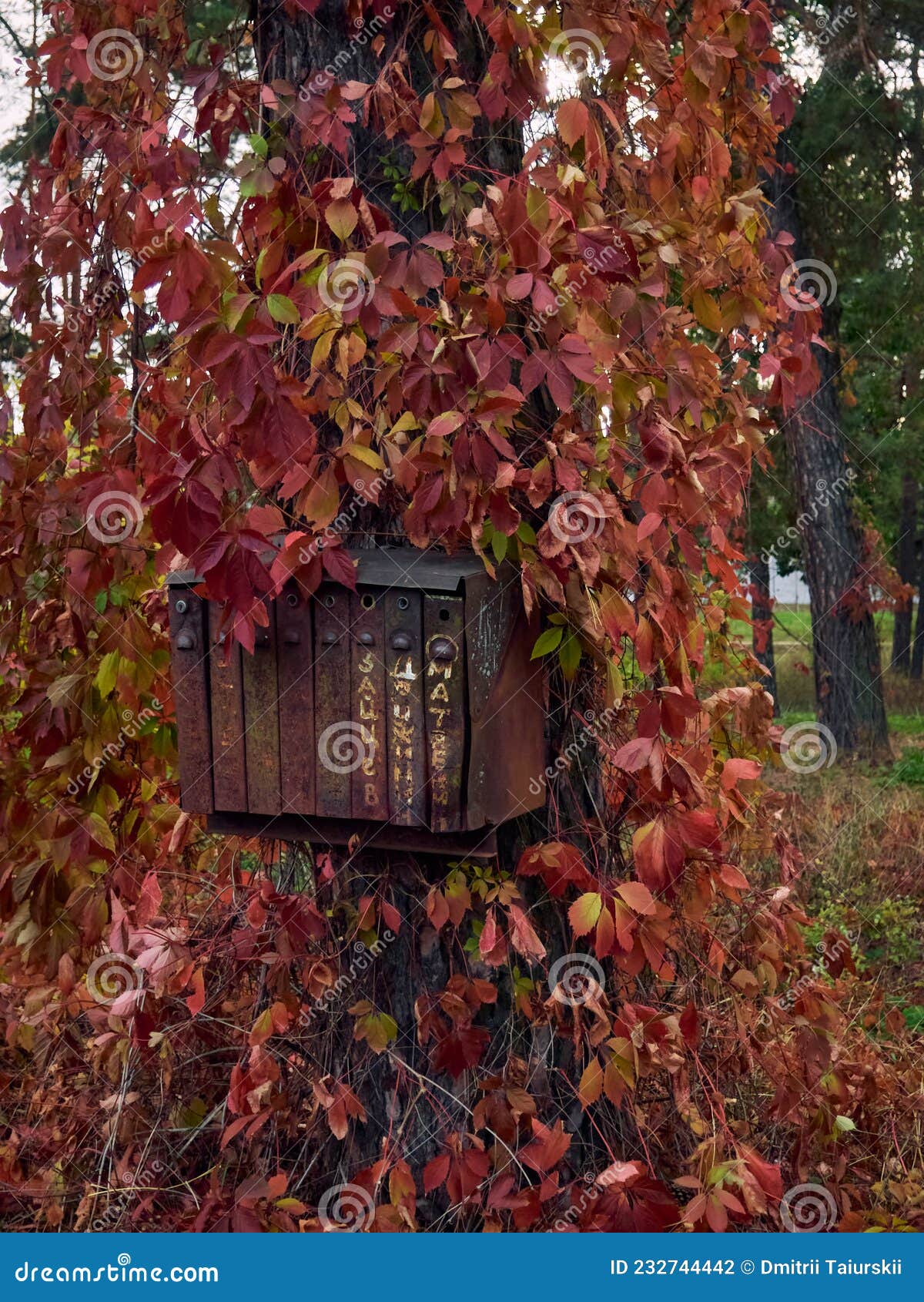 An Old and Rusty Mailbox Mounted on a Tree Stock Photo - Image of send ...