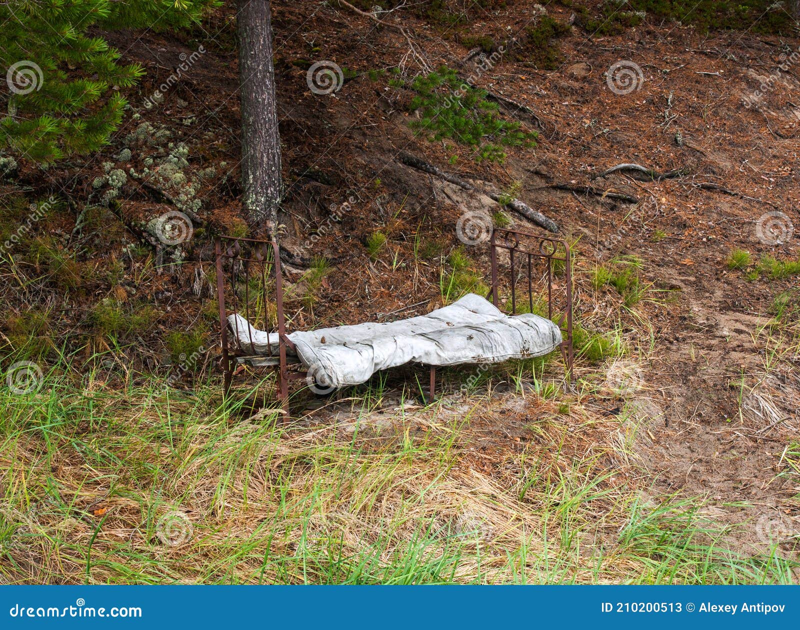 Old Rusty Metal Bed with Mattress in Pine Summer Forest Stock Image ...