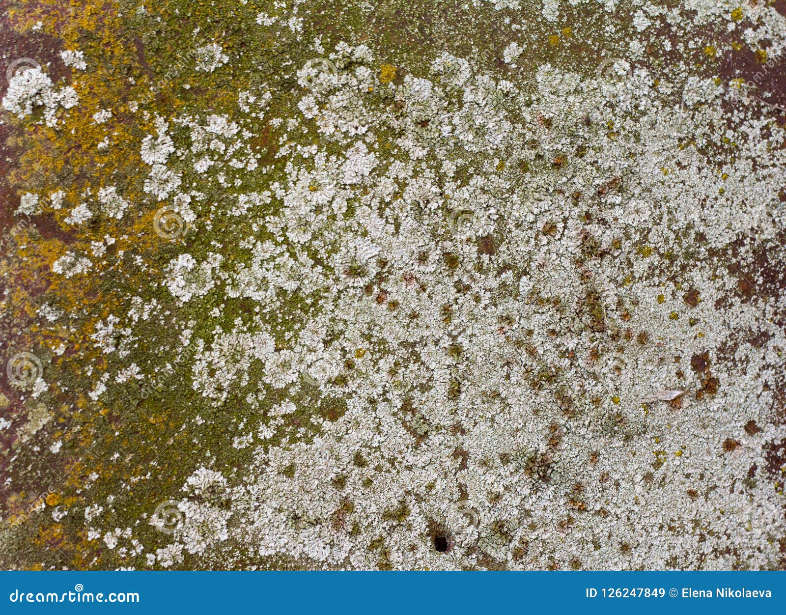 Old Rusty Metal Covered with Fungus Stock Image - Image of pattern ...