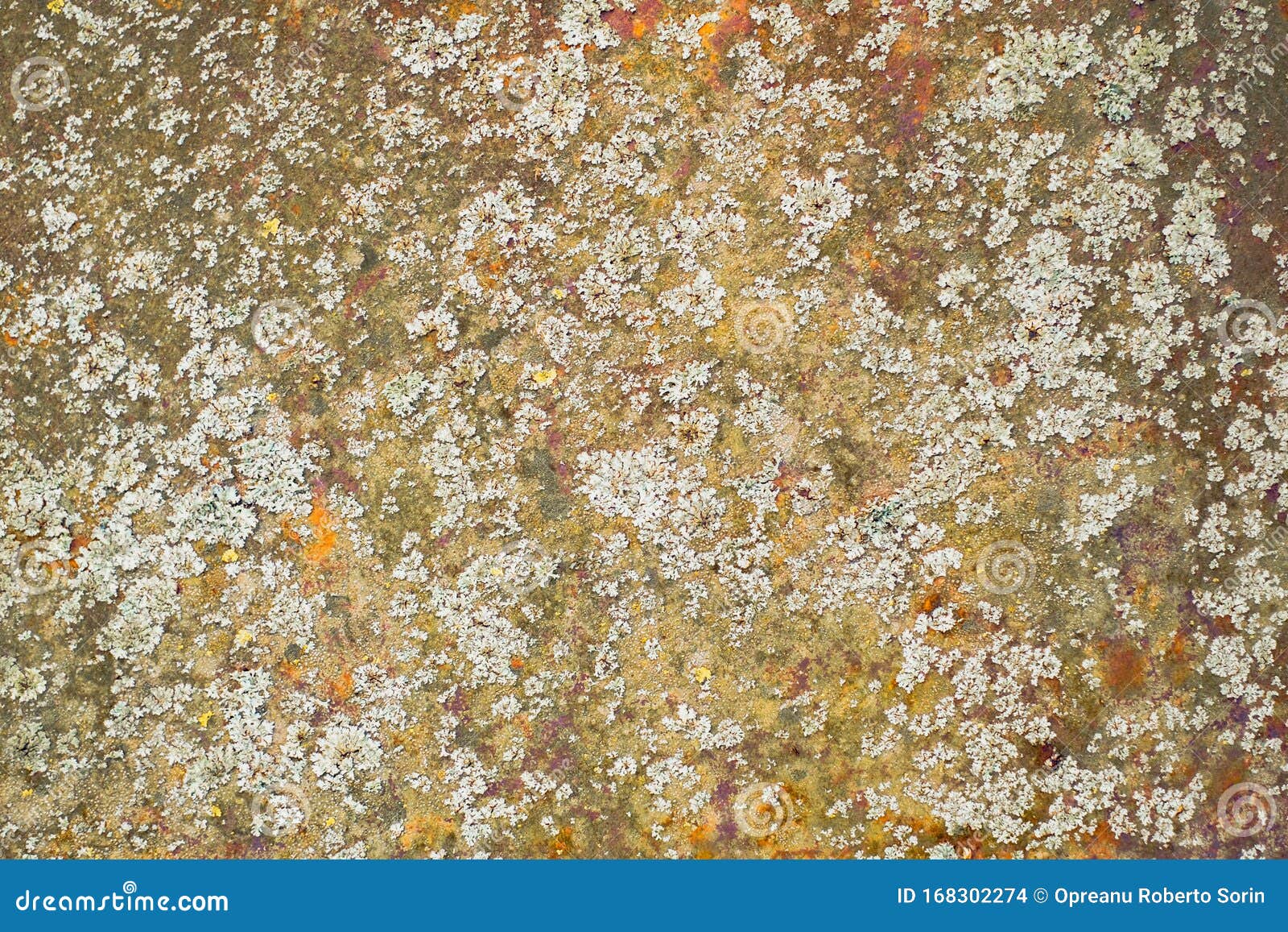 Old Rusty Metal Plate with Lichen and Moss Stock Photo - Image of ...