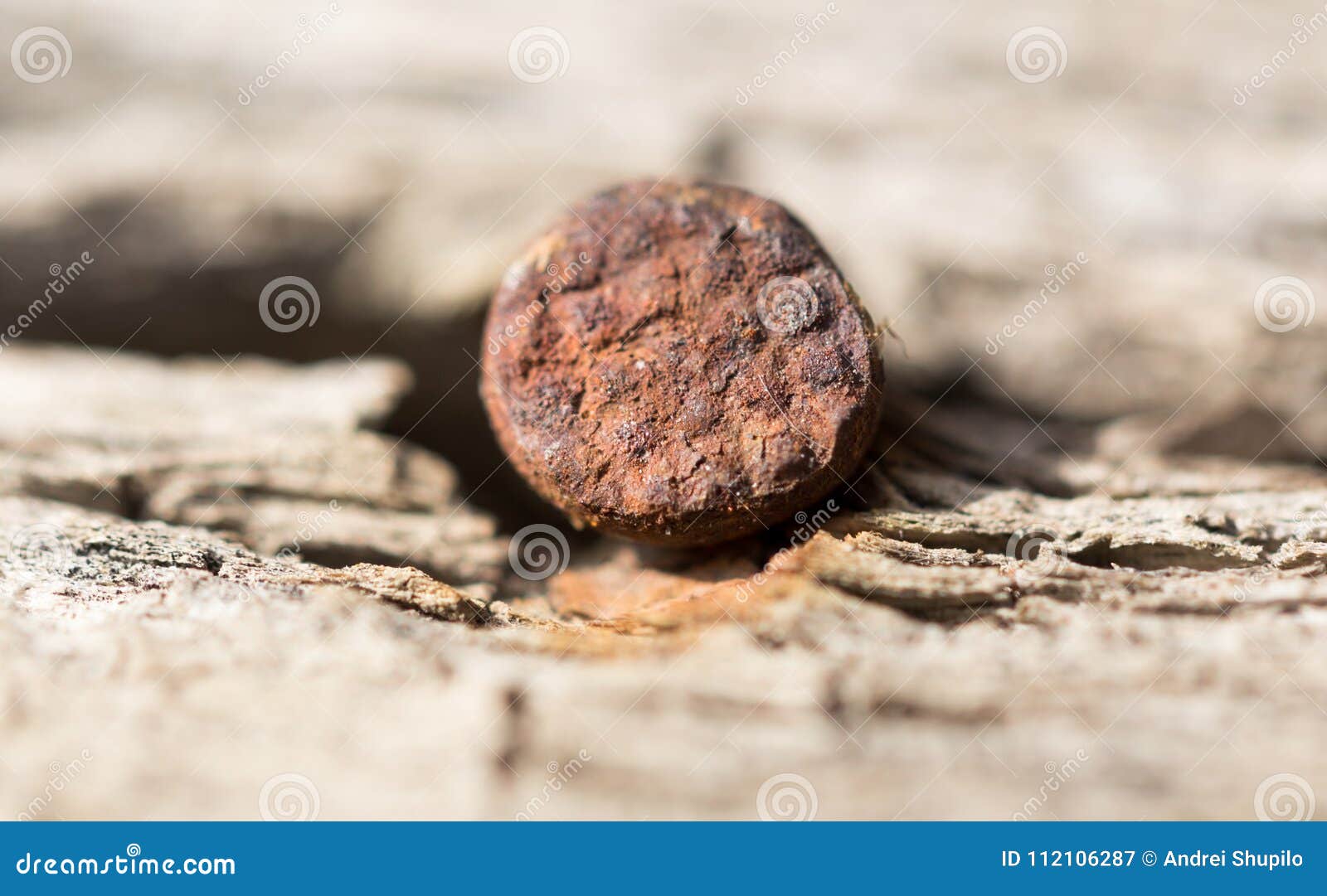 Old rusty nail. macro stock image. Image of rusted, detail - 112106287