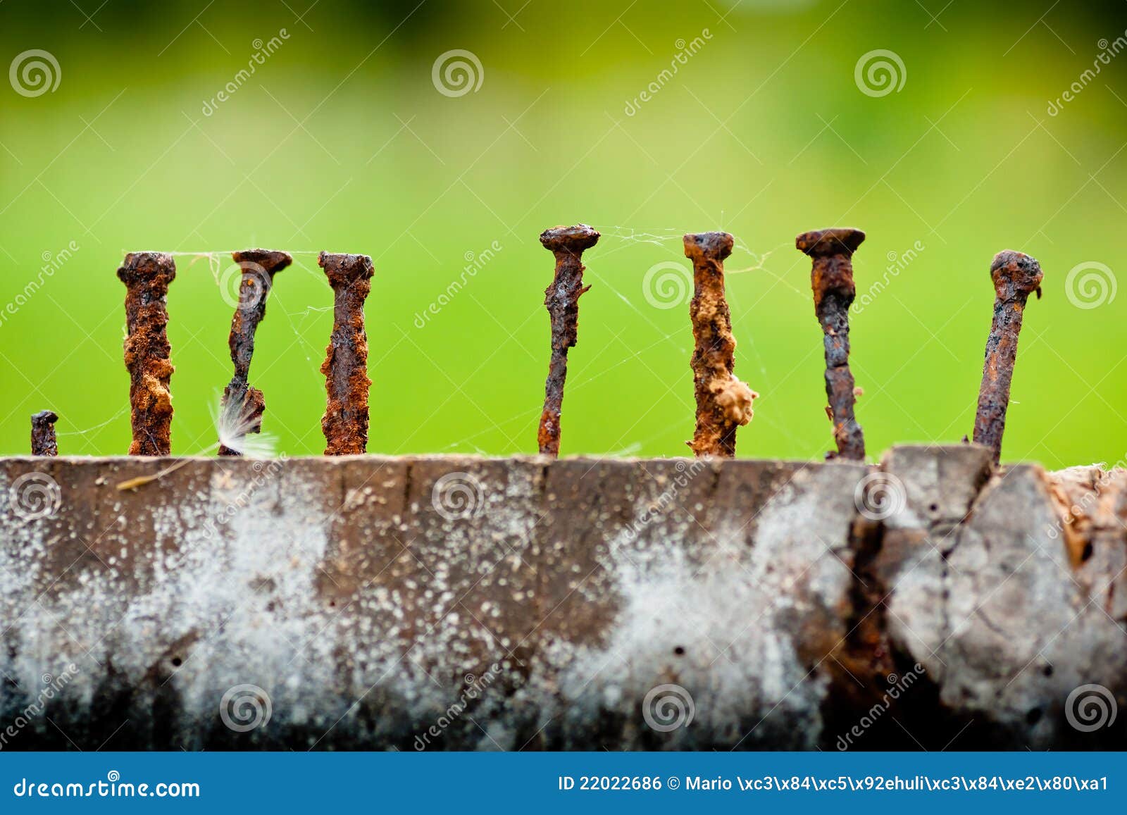 Old and rusty nails stock photo. Image of rusted, worn - 22022686