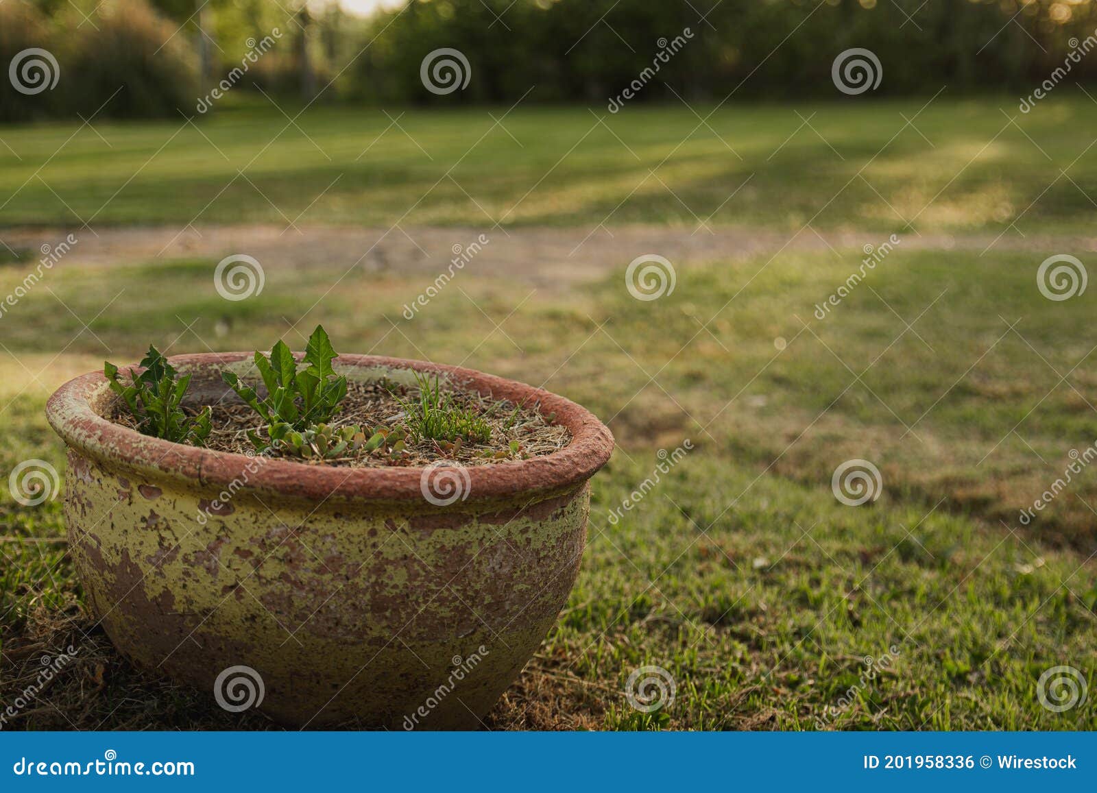 Old Rusty Pot with Plants in the Garden Stock Photo - Image of garden ...