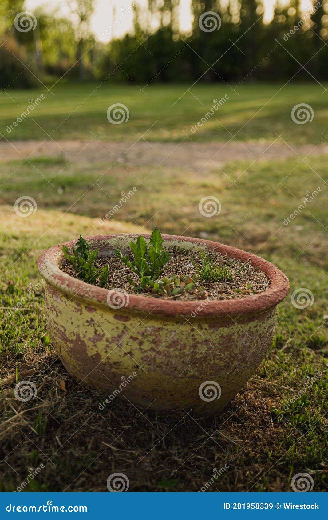Old Rusty Pot with Plants in the Garden Stock Image - Image of flora ...