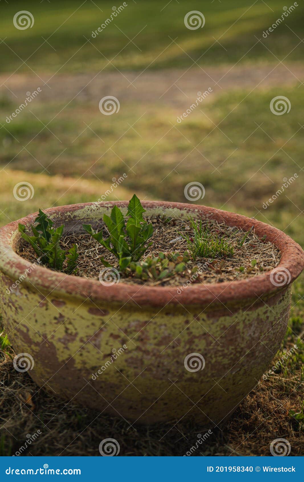Old Rusty Pot with Plants in the Garden Stock Photo - Image of ...