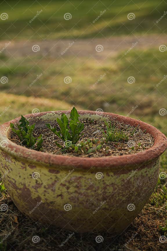 Old Rusty Pot with Plants in the Garden Stock Photo - Image of ...