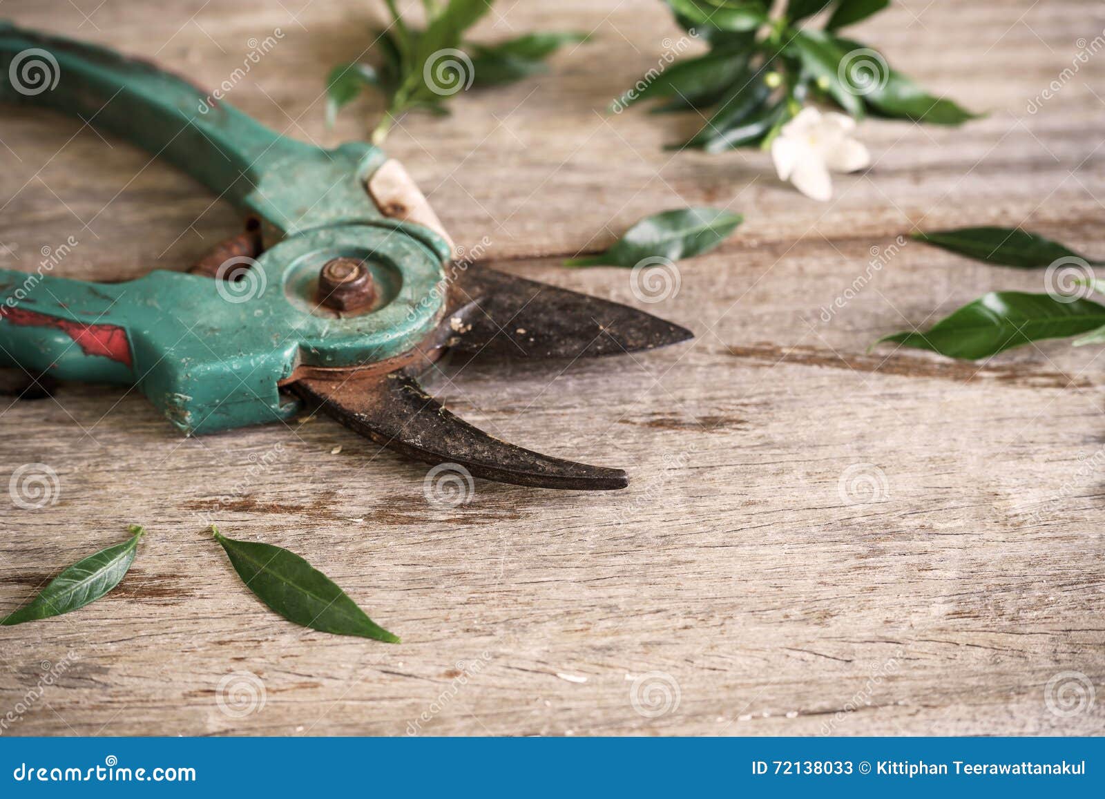 Old Rusty Pruning Shears with Leaves Stock Image - Image of rusty ...