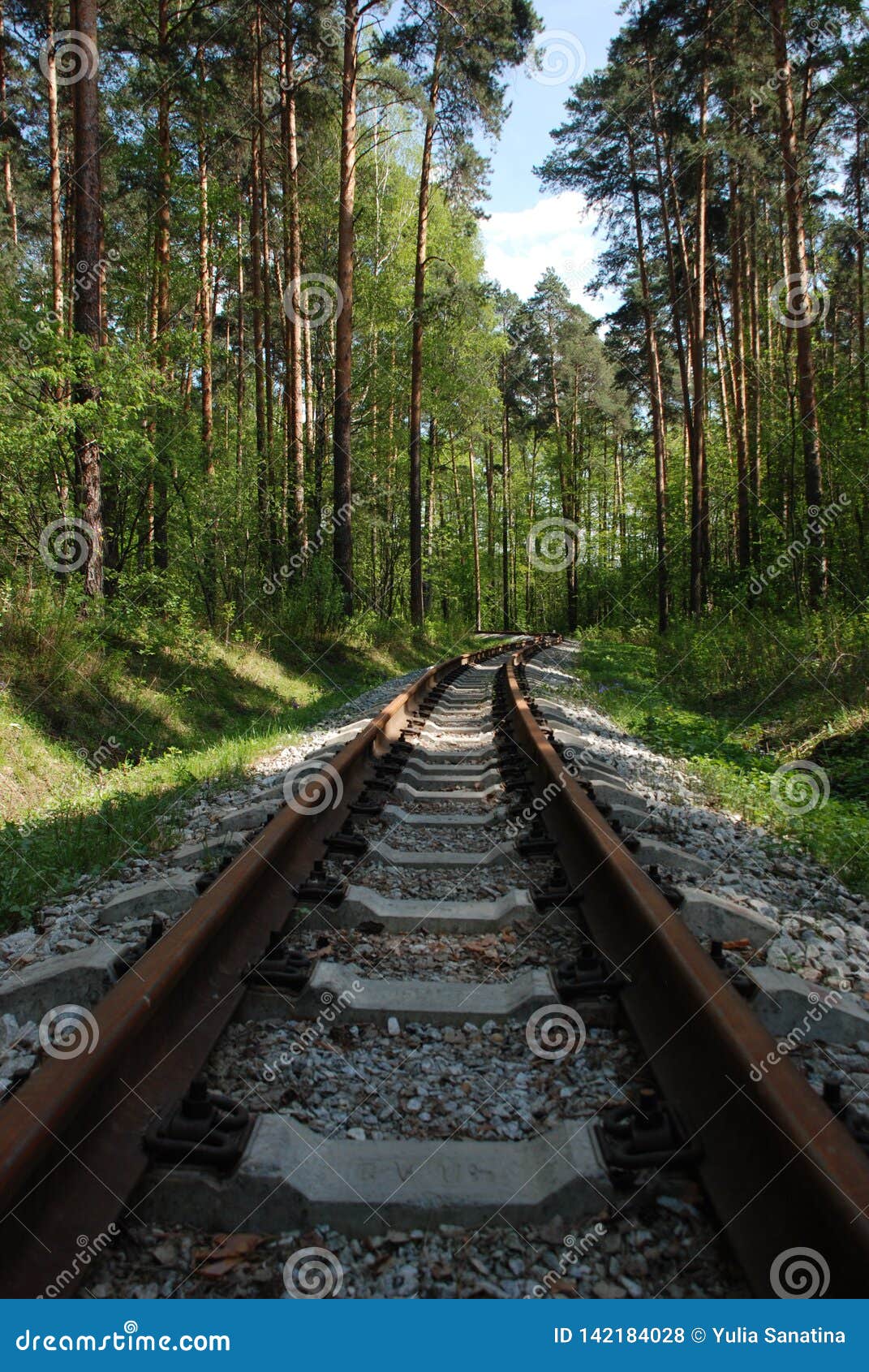 Old Rusty Railways in the Evergreen Forest, Spring Time Stock Photo ...