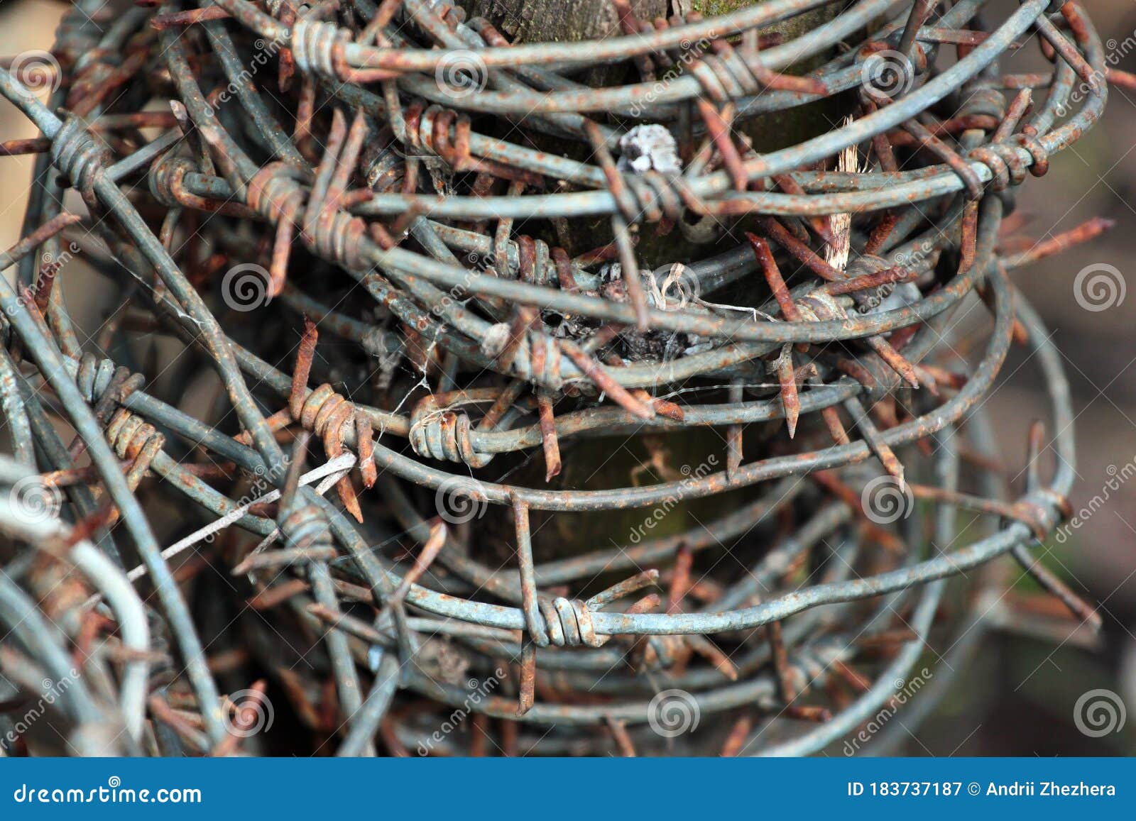 Old Rusty Tangled Barbed Wire Stock Image - Image of holocaust, jail ...