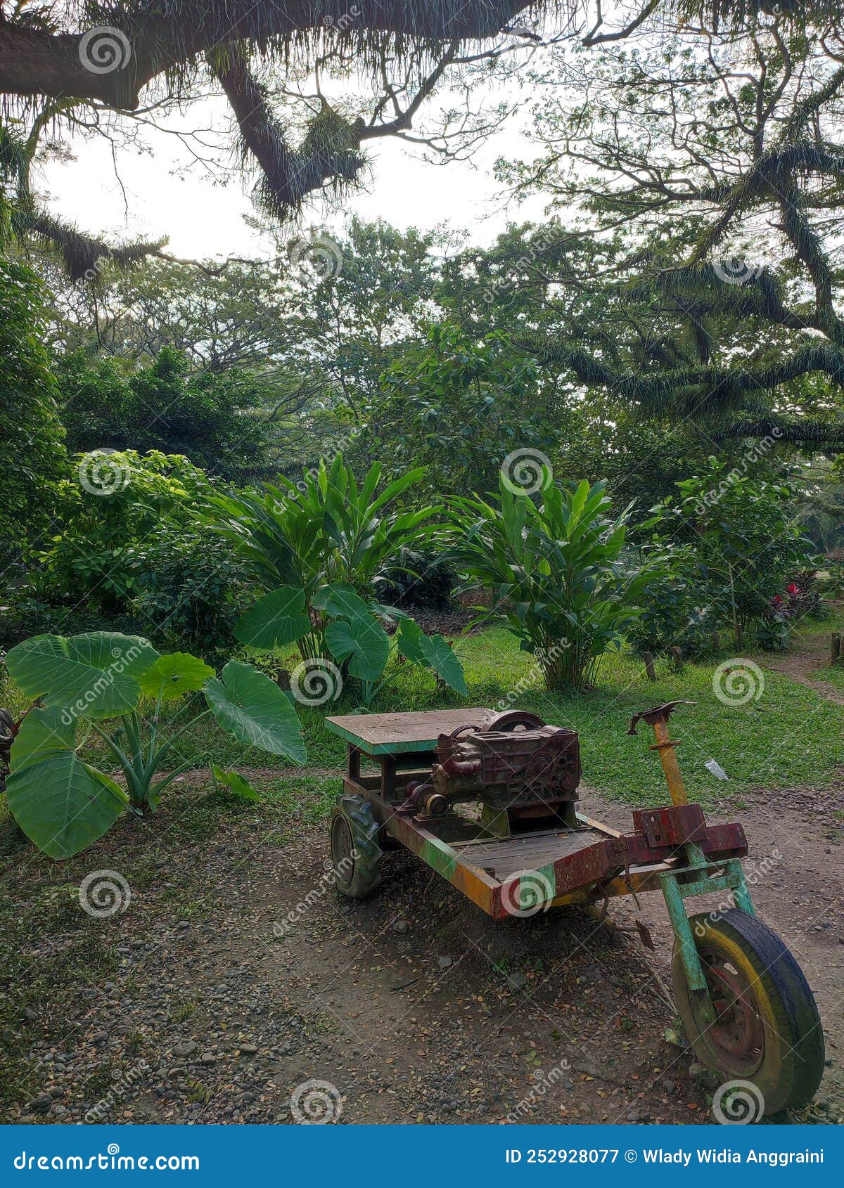 An Old Rusty Vehicle Under a Trembesi Tree Stock Image - Image of lawn ...