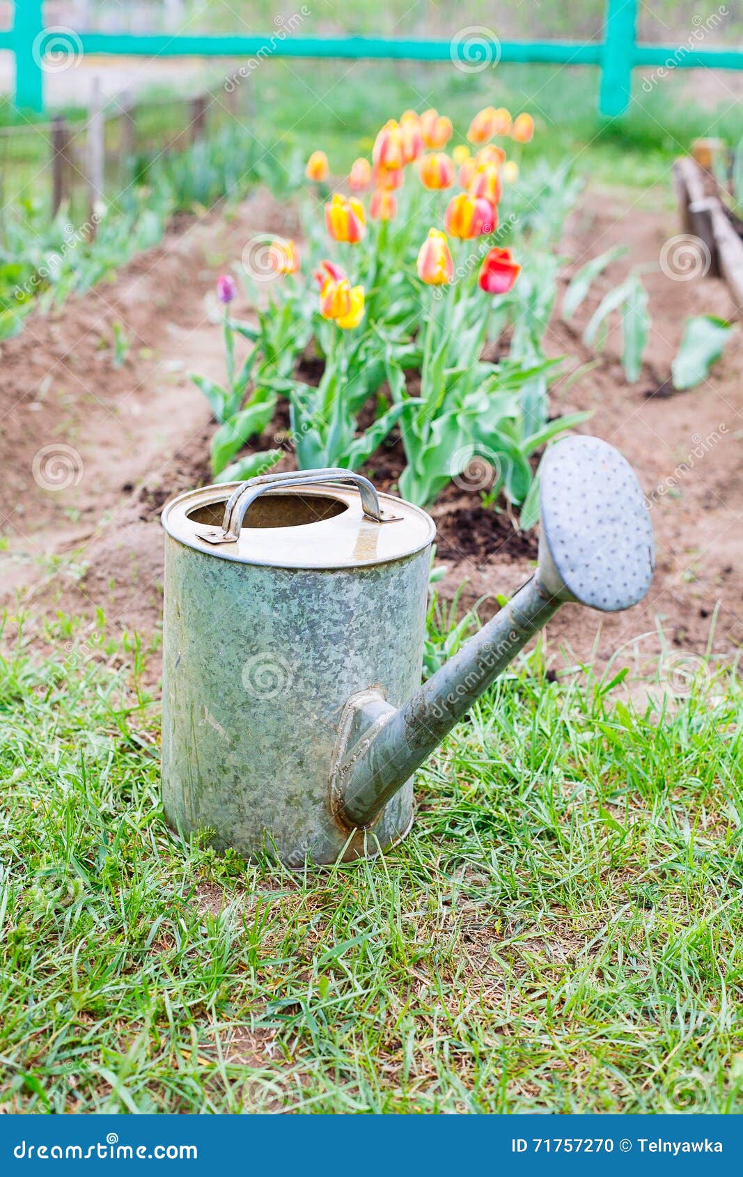 Old, Rusty Watering Can Standing on Grass Stock Photo - Image of floral ...