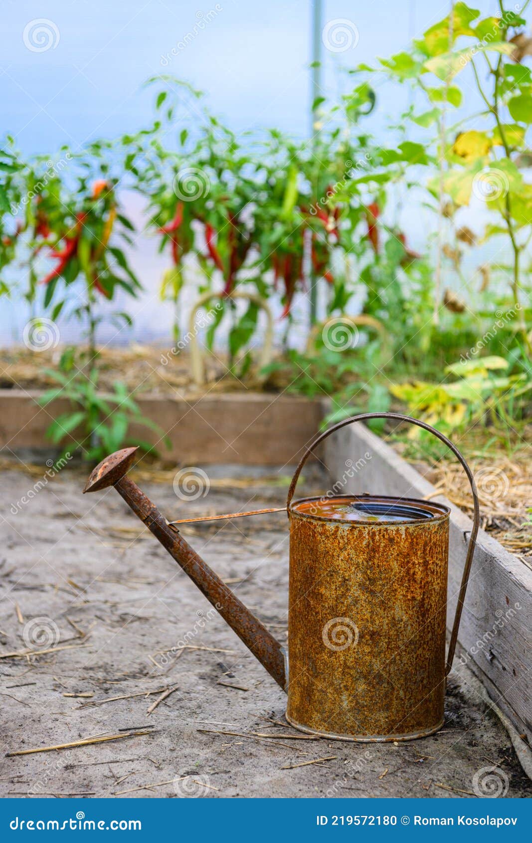 Old, Rusty Watering Can Standing Inside Greenhouse Stock Photo - Image ...