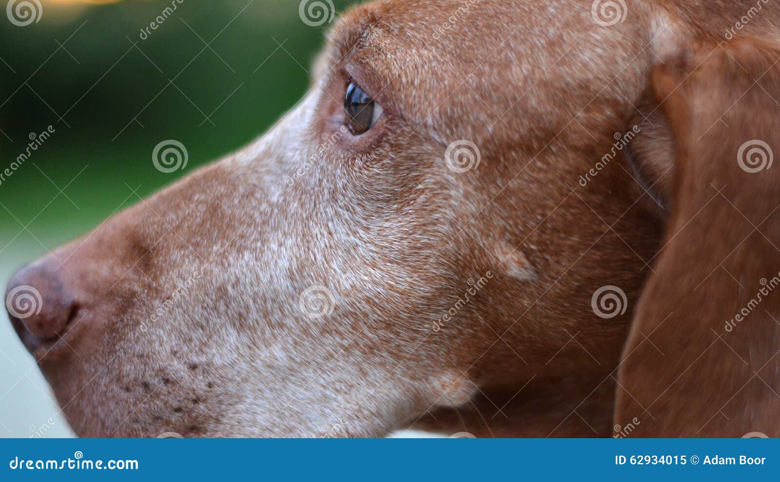 Missing Eyeball Real