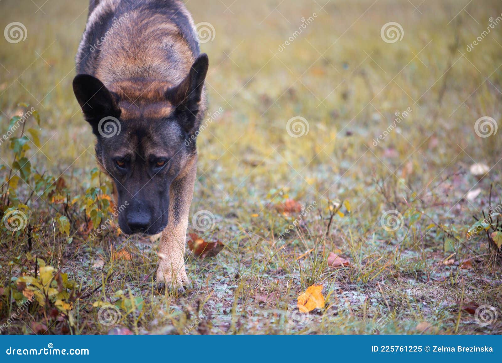 Old Sad Dog Walking Outdoor Stock Image - Image of copy, tired: 225761225