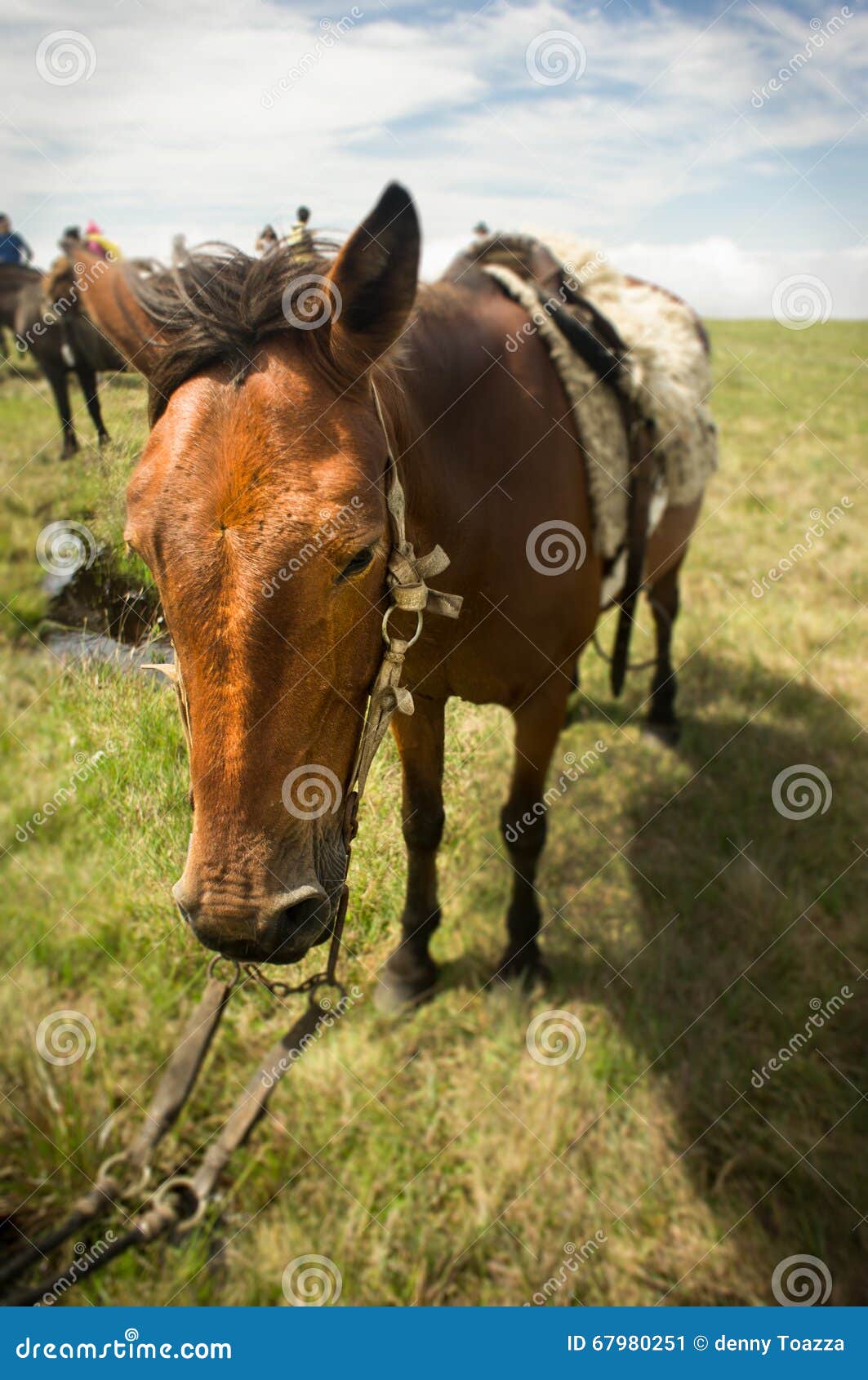 Old saddled horse picture stock image. Image of artiodactyl - 67980251
