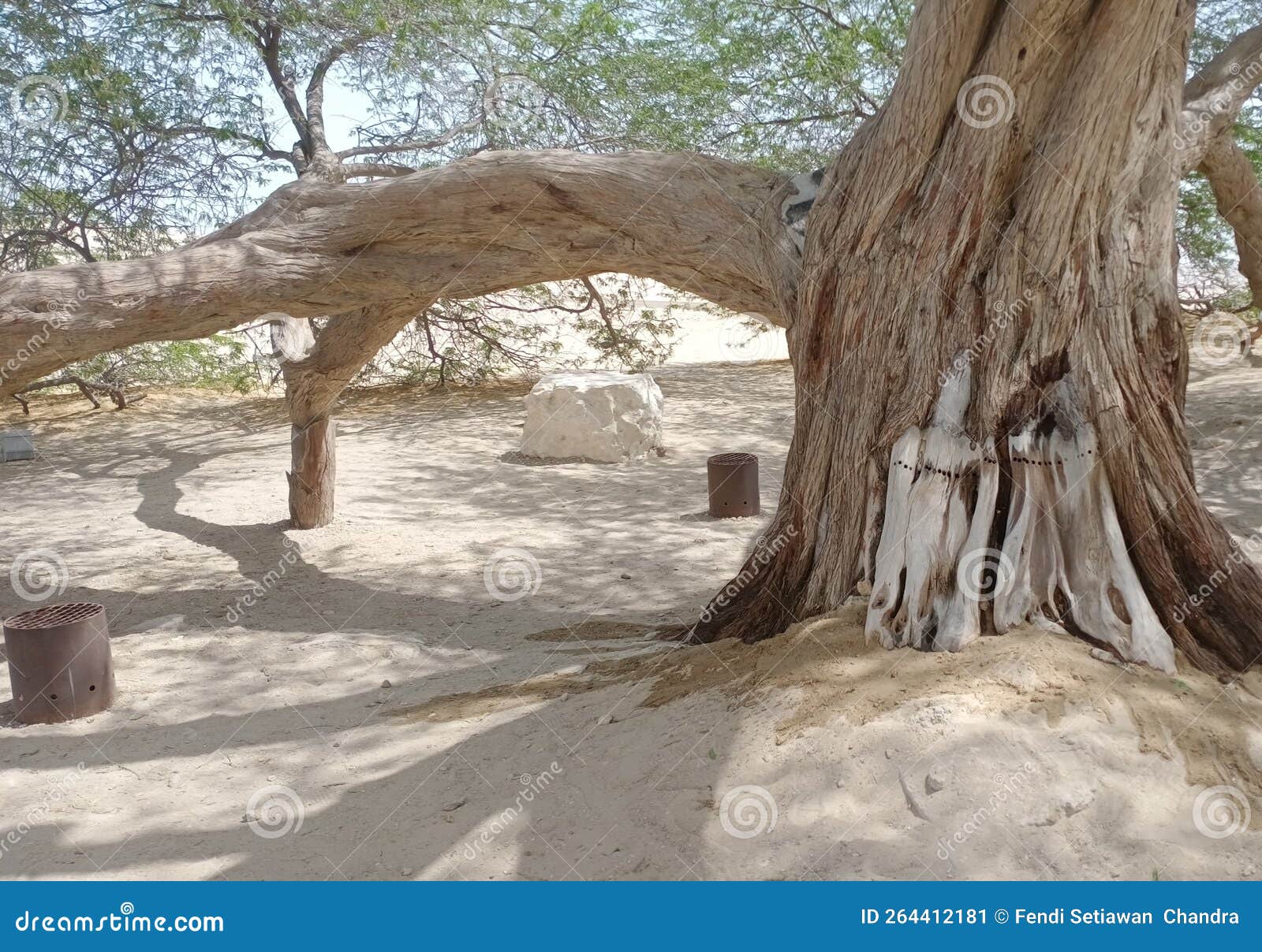 Legendry Sahabi Tree Approximatly 1400 Years Stock Image - Image of ...