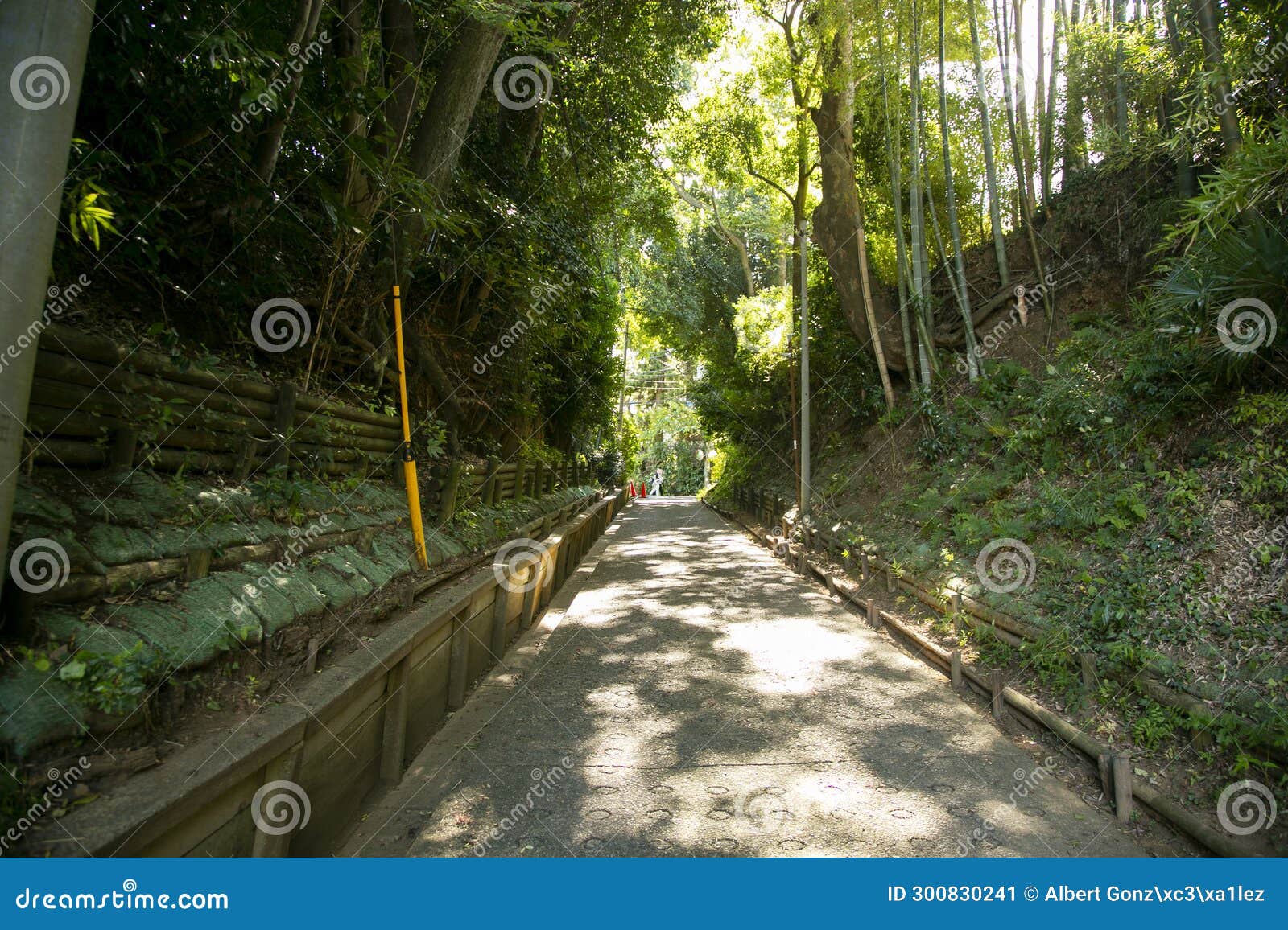Old Samurai Road in the Middle of a Bamboo Forest in Sakura, Japan ...