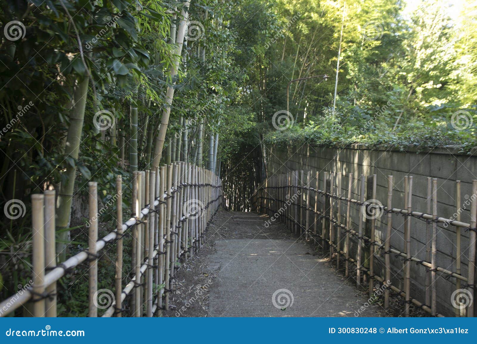 Old Samurai Road in the Middle of a Bamboo Forest in Sakura, Japan ...