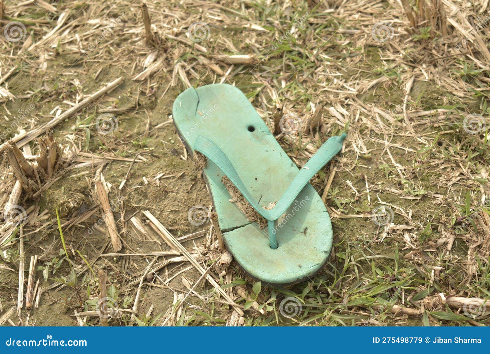 Old sandle in the field stock image. Image of tree, sandle - 275498779