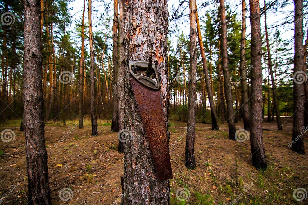 Hacksaw stock image. Image of deciduous, plant, wood - 287518215