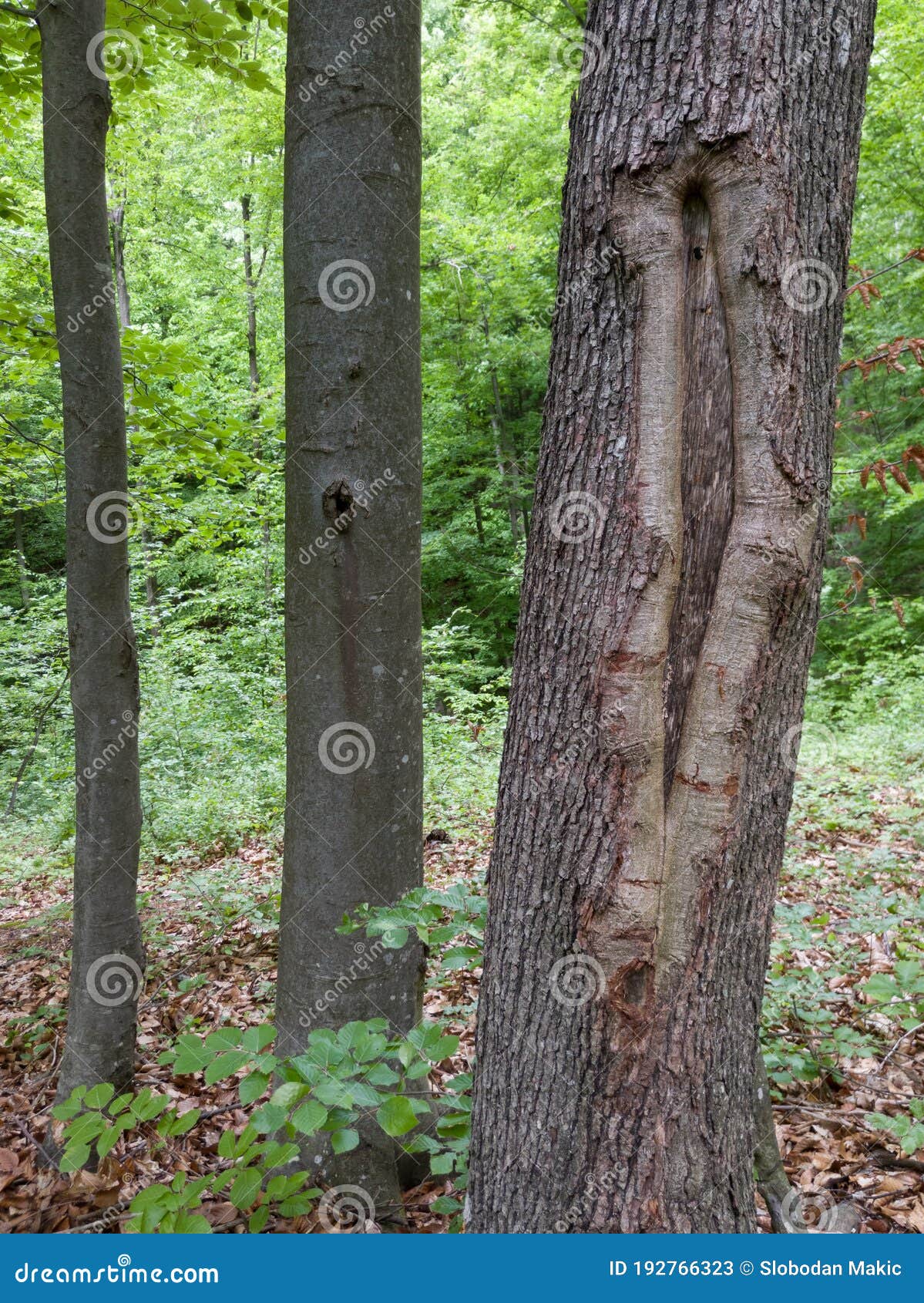 An Old Scar on an Oak Tree in the Woods in the Spring during the Day ...