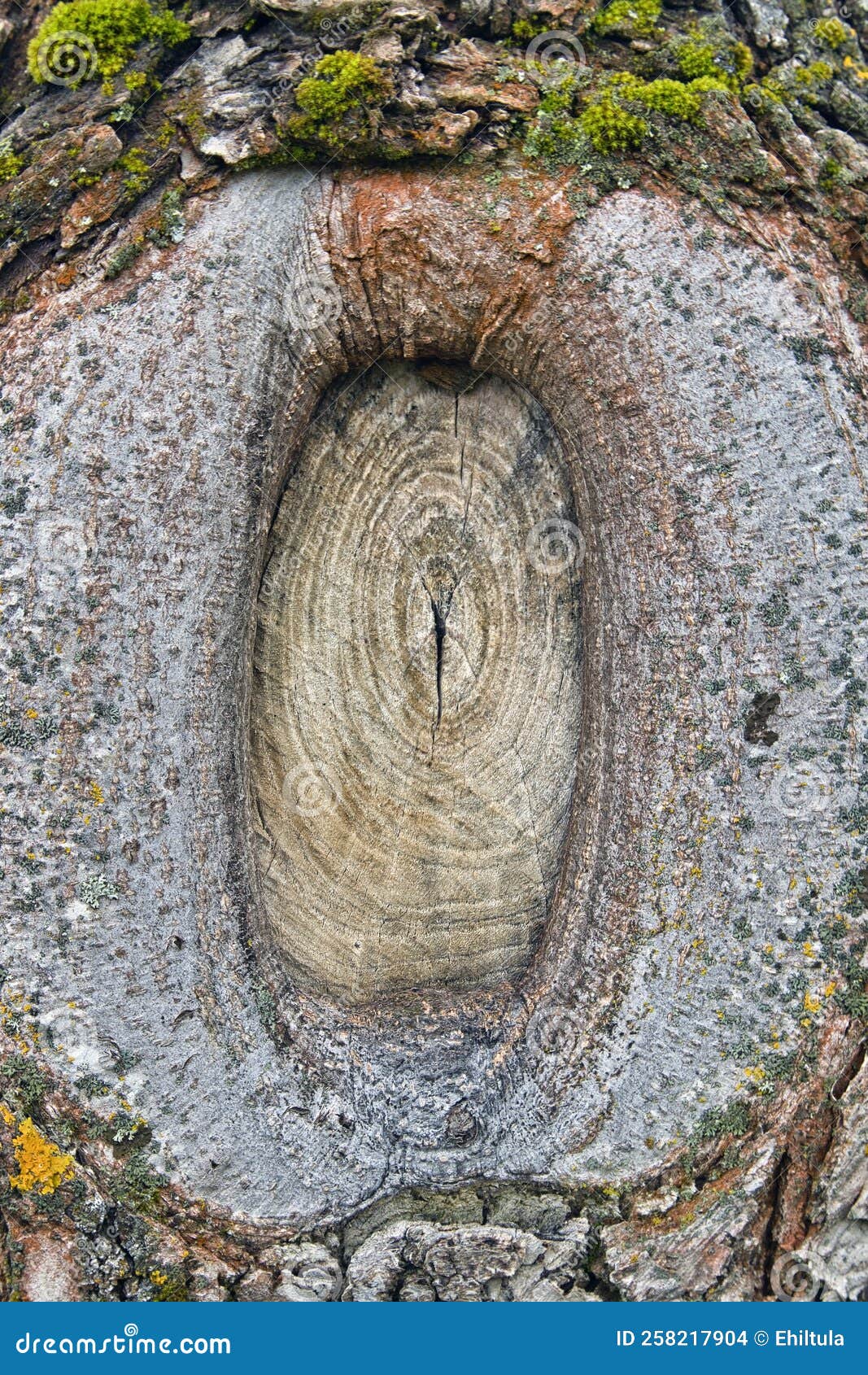 Old scar of a tree branch stock photo. Image of cracked - 258217904