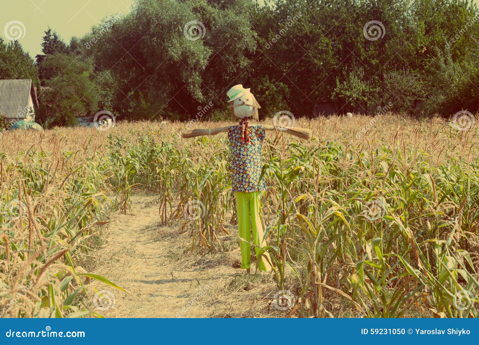 Old Scarecrow in a Cornfield Stock Photo - Image of agriculture, farm ...