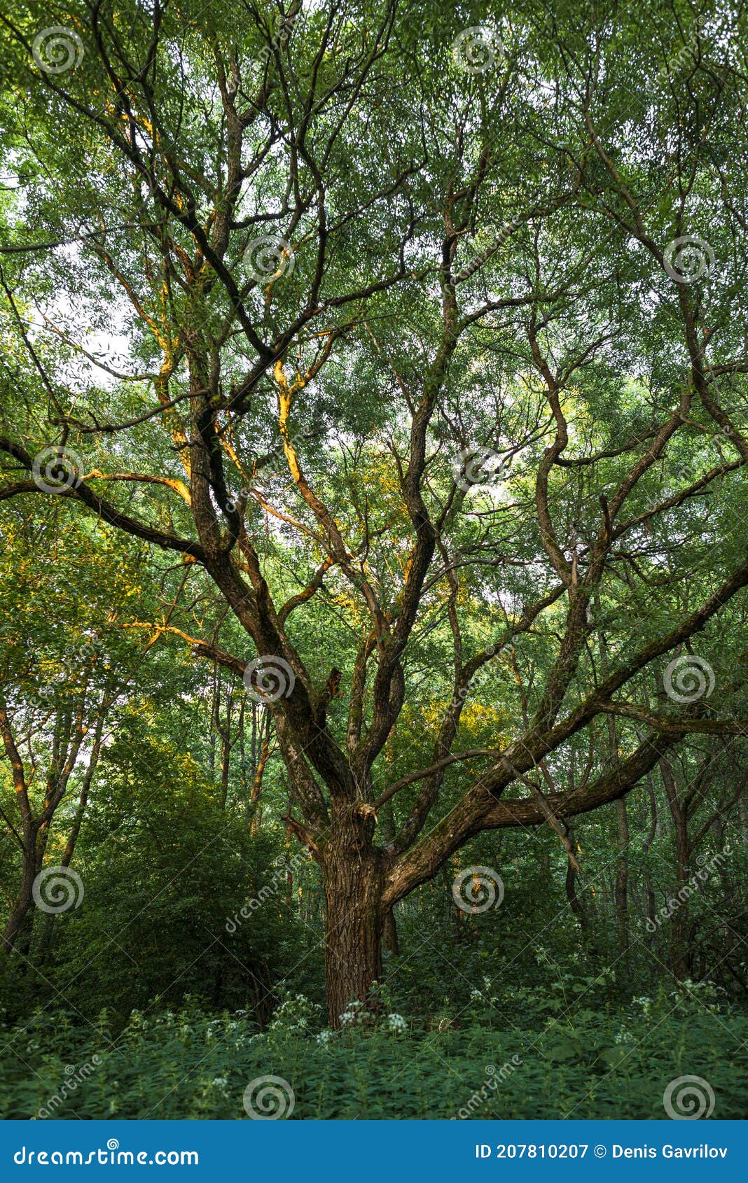 An Old Scattered Tree in the Wilderness the Last Rays of Sun on Its ...