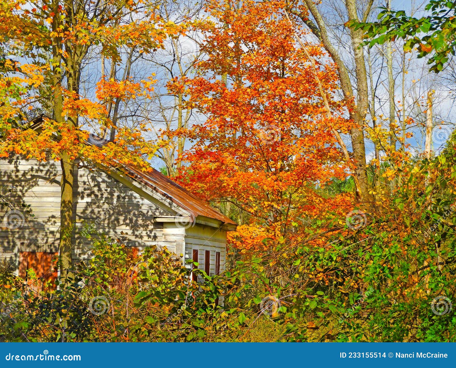 Old Fashioned Schoolhouse in Autumn Maple Trees Stock Photo - Image of ...