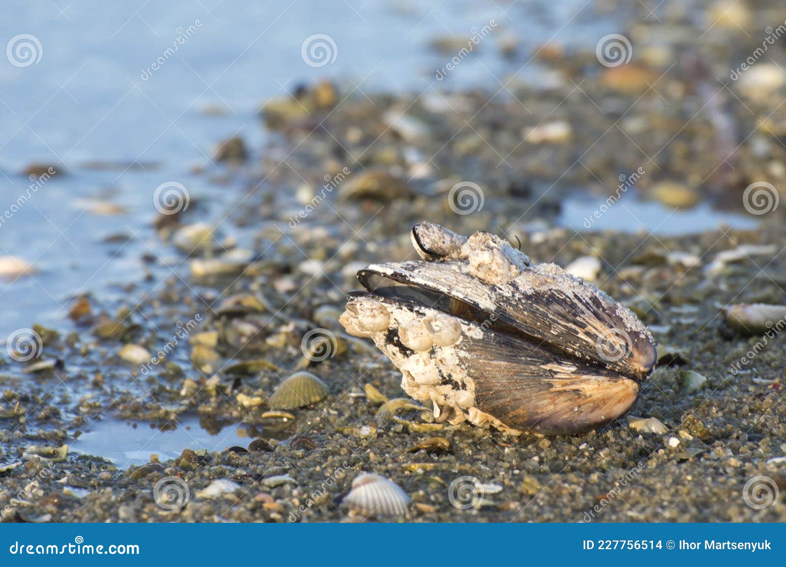 Old Sea Shell Covered with Small Mollusks. Sea Shore, Low Tide Stock ...