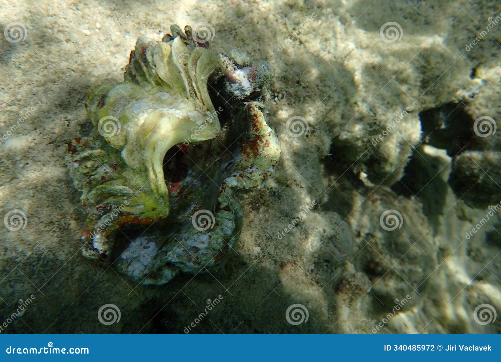 Old sea shell in the hand stock photo. Image of telapak - 340485972