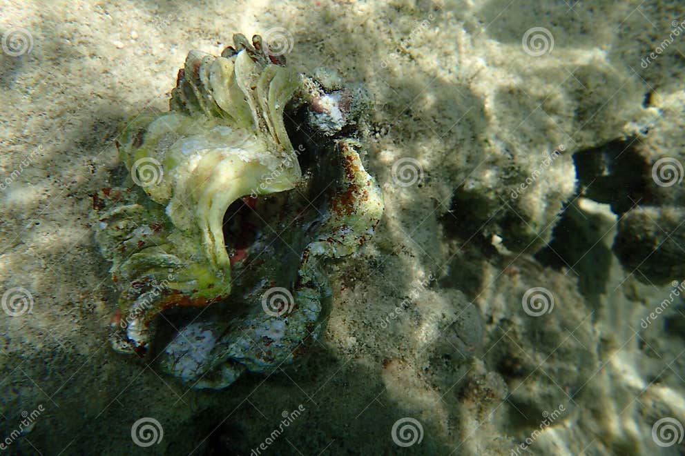 Old sea shell in the hand stock photo. Image of telapak - 340485972