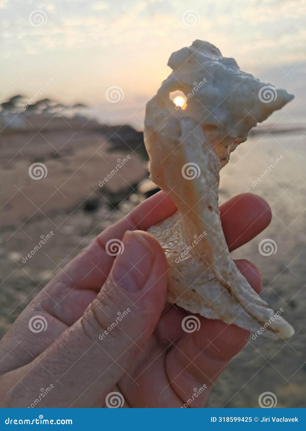 Old sea shell stock image. Image of mollusk, shell, tropical - 318599425